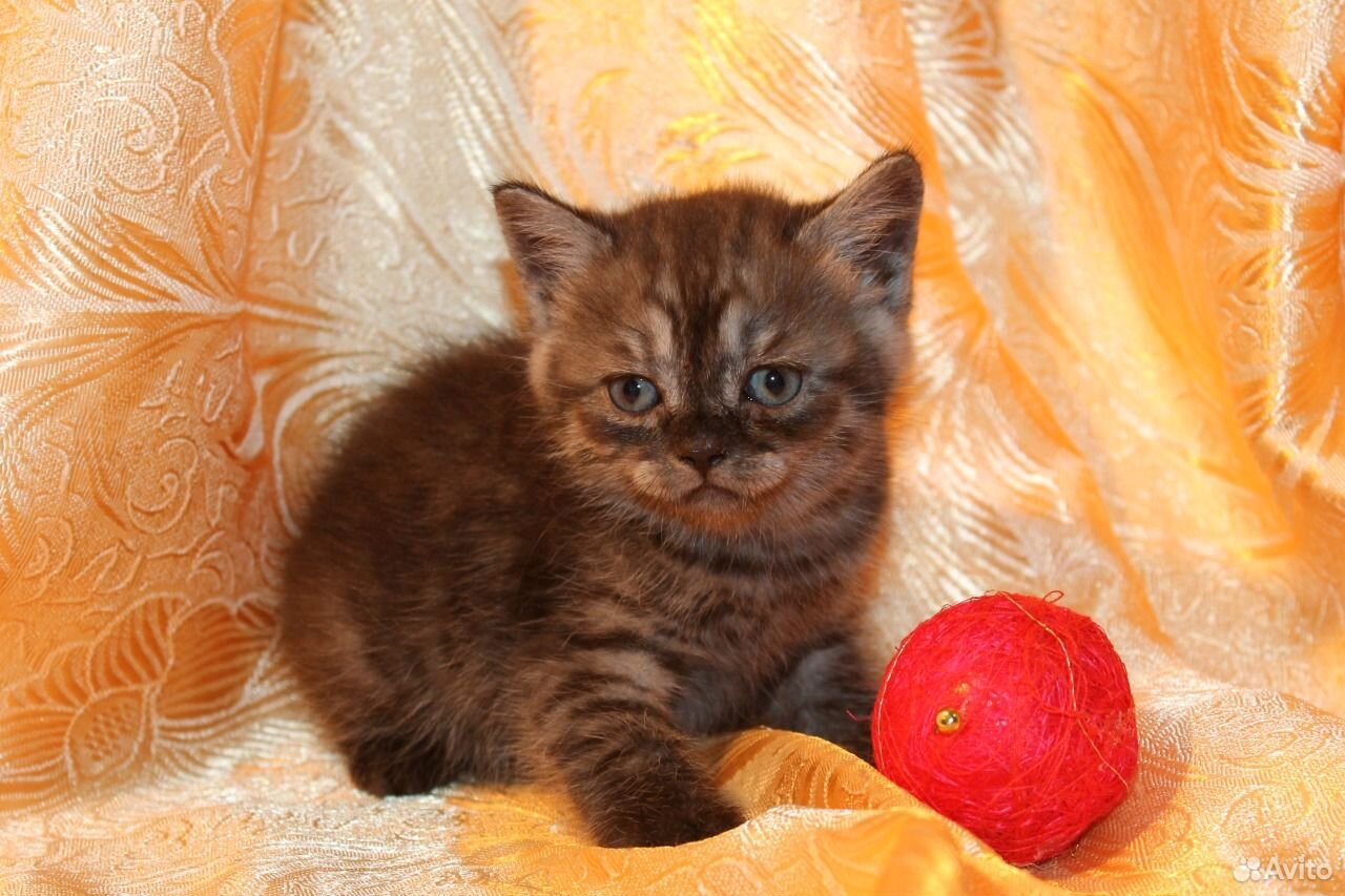 Британская кошечка