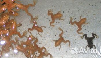 Шпорцевая лягушка