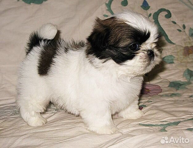 Ши-тцу любознательные крошечки