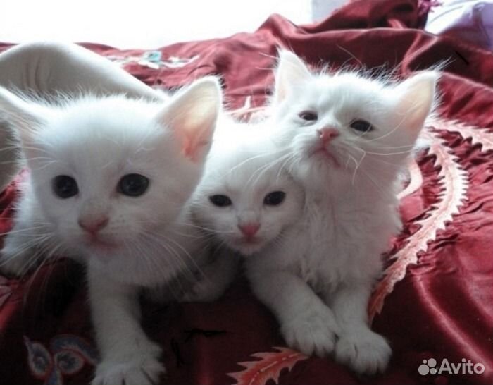 Плюшевые белоснежные котята в добрые руки