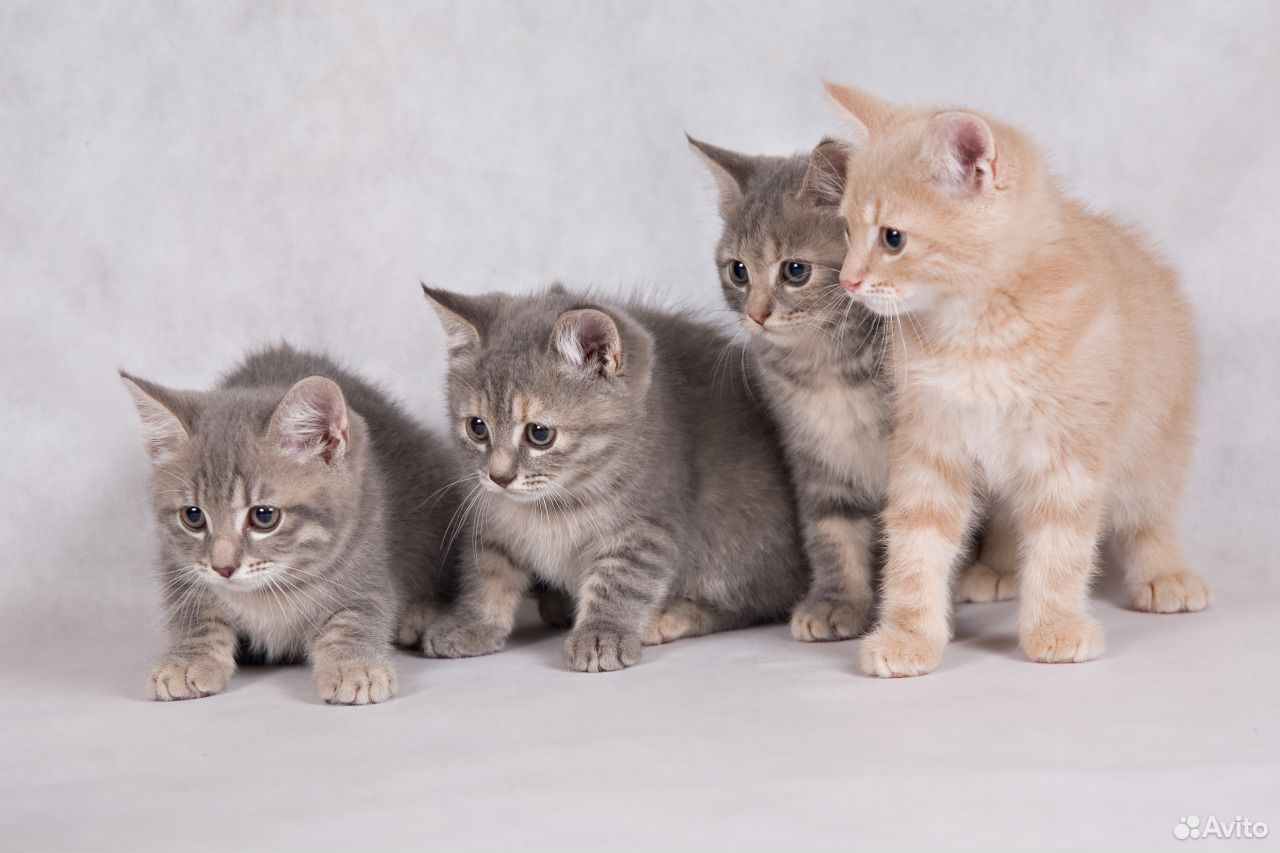 Суперсказочные котятки