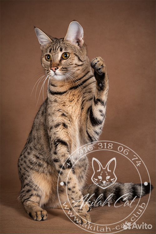Котята Саванна (Ф3)