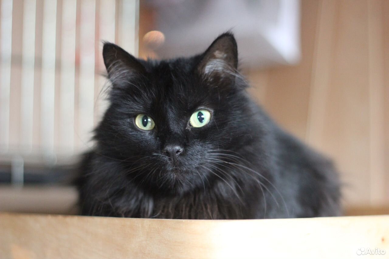 Чернуша ищет дом