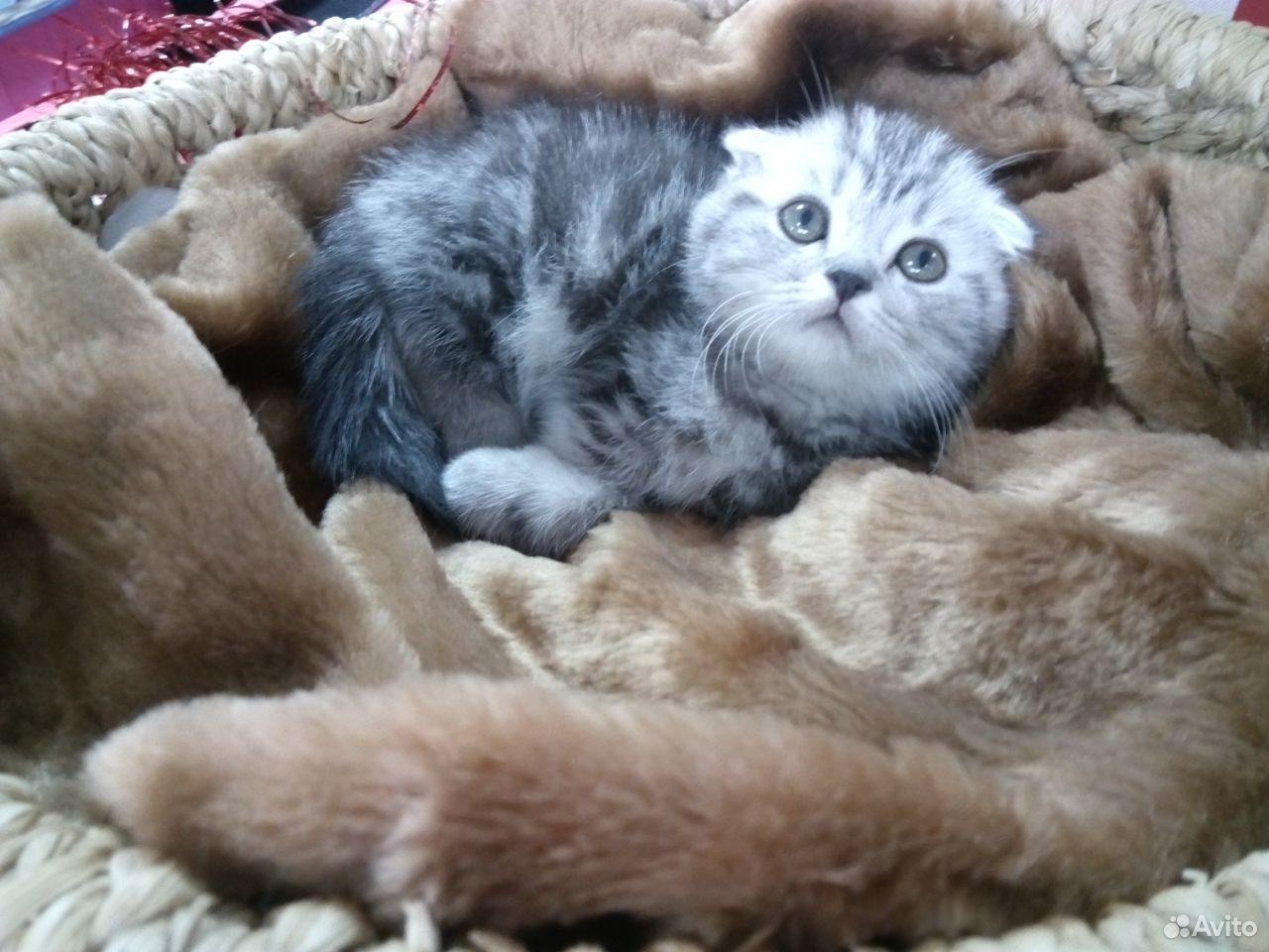 Вислоухий совенок популярного окраса