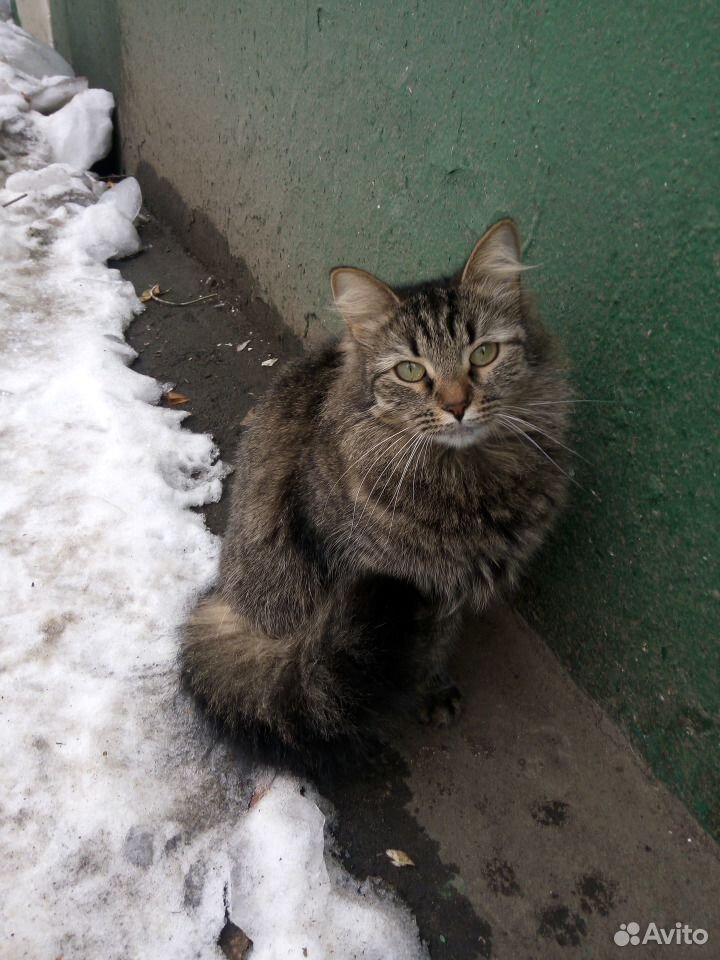 Лана, пушистая нежная маленькая красотка