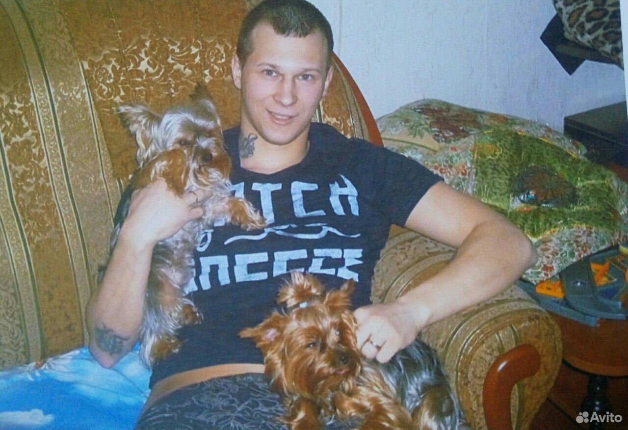 Продаю щенков Йоркширского терьера