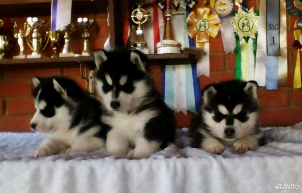 Сибирская хаски