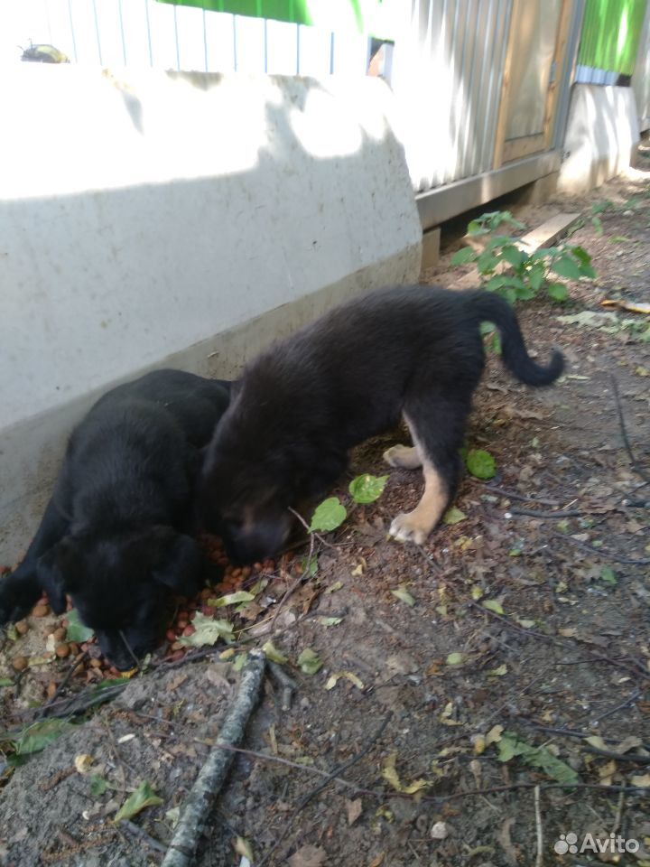 Щенки дворняшки бесплатно