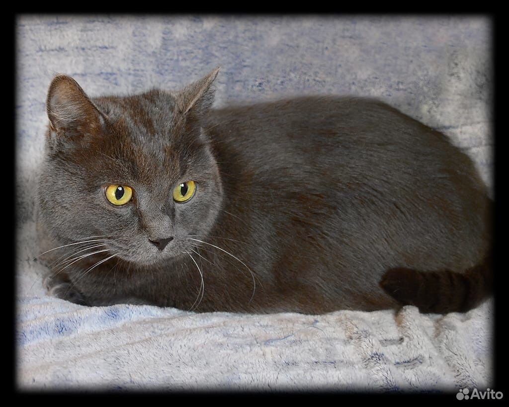 Британский кот Маркус 1год,кастрирован,привит