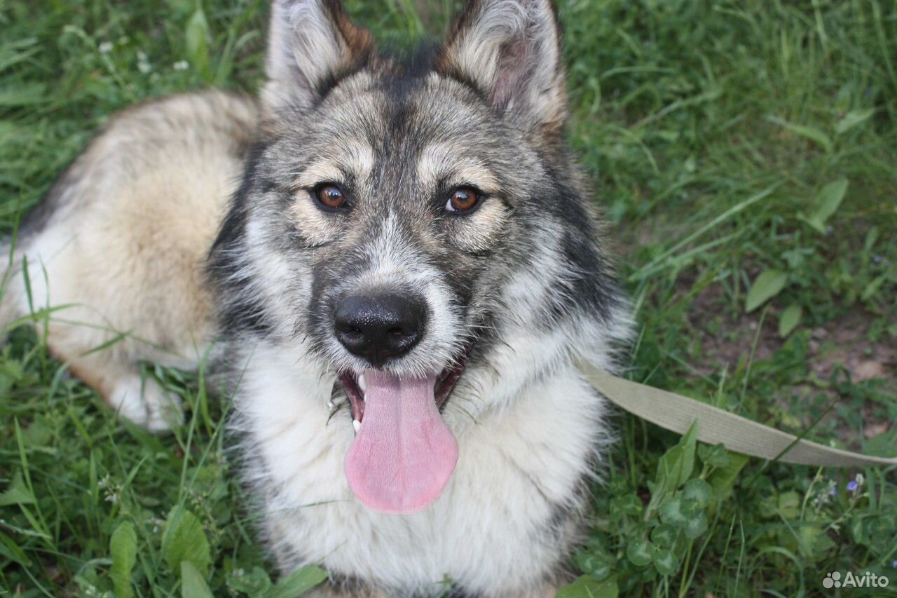 Сильва ищет дом