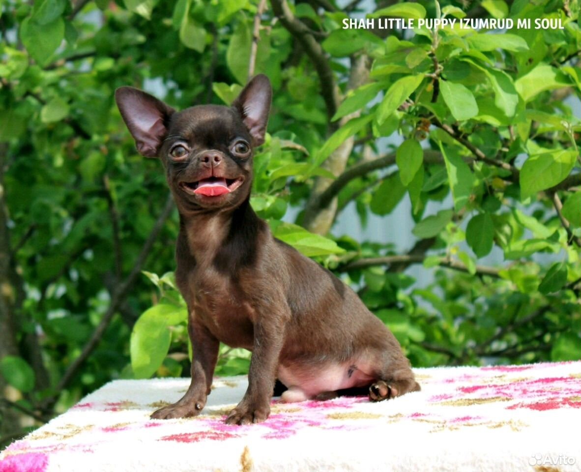 Суперский шоколадный мальчик