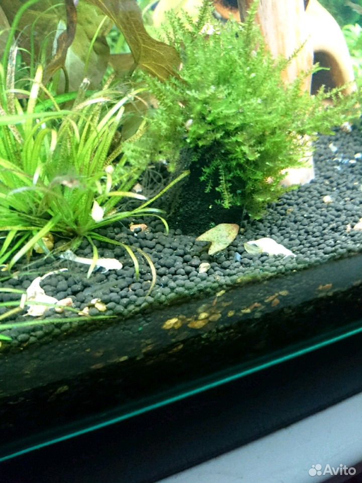 Анцитрус альбинос