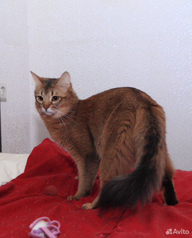 Взрослая девочка Сомали