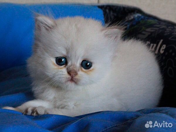 Золотая колорочка в разведение