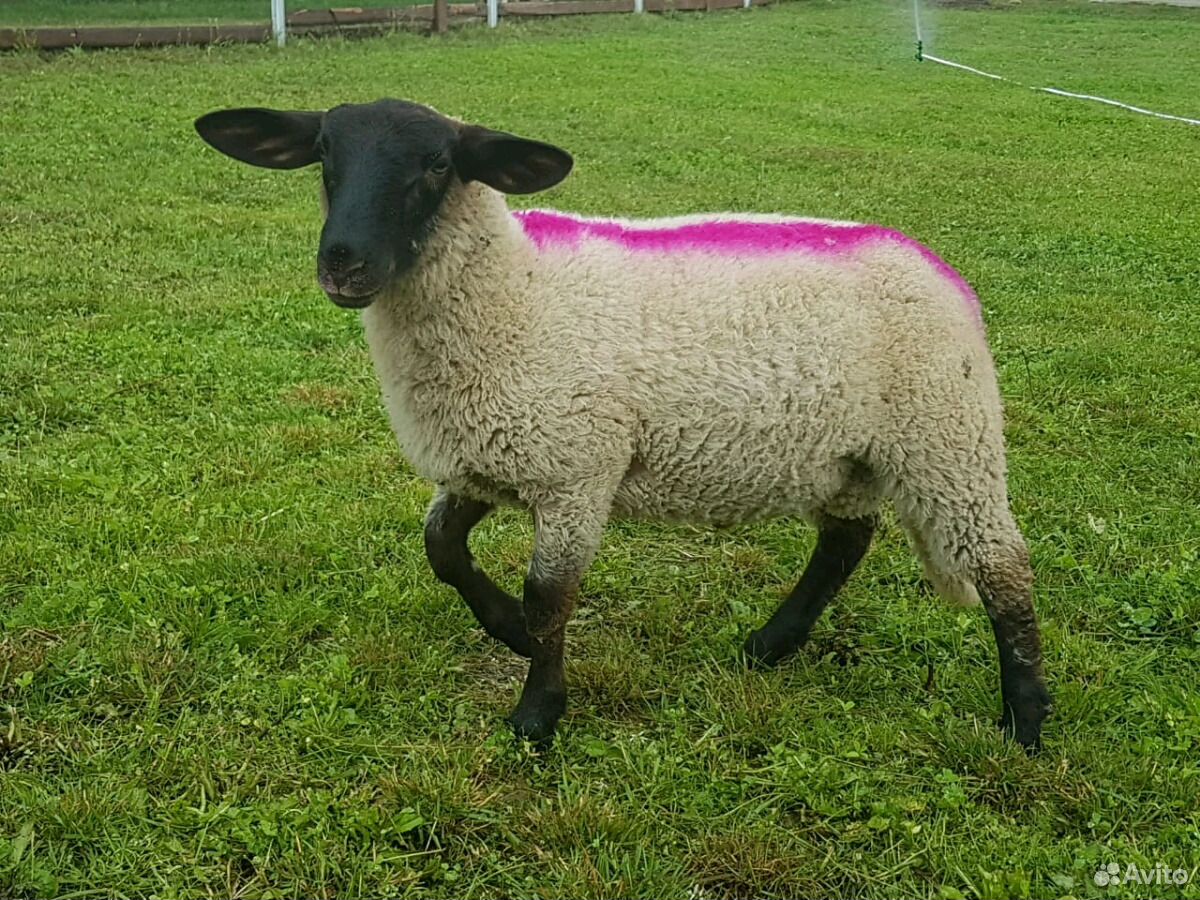 Бараны Суффолк