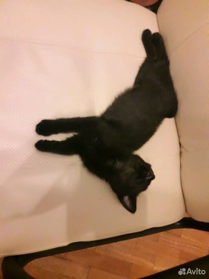 Отдается котик в теплые руки)