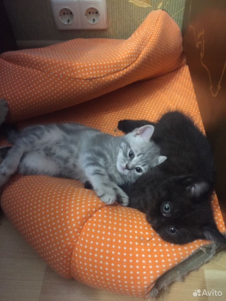 Котята шотландцы-британцы