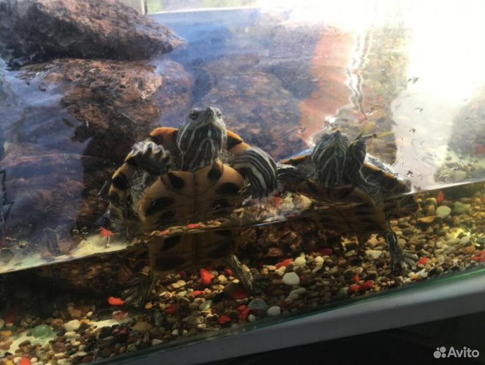 Две красноухие черепахи