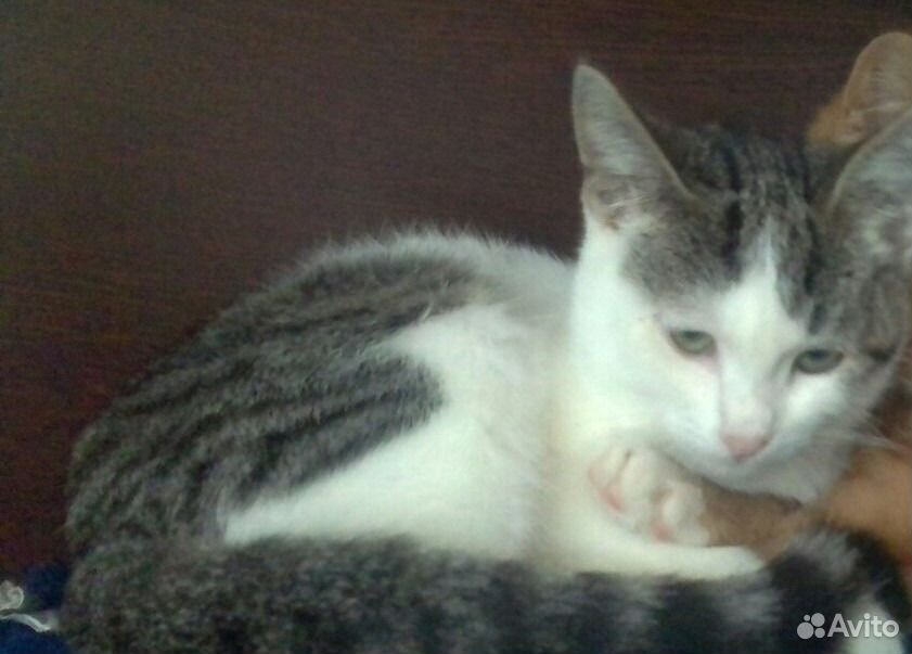 Отдаю котейку "Карамельку"