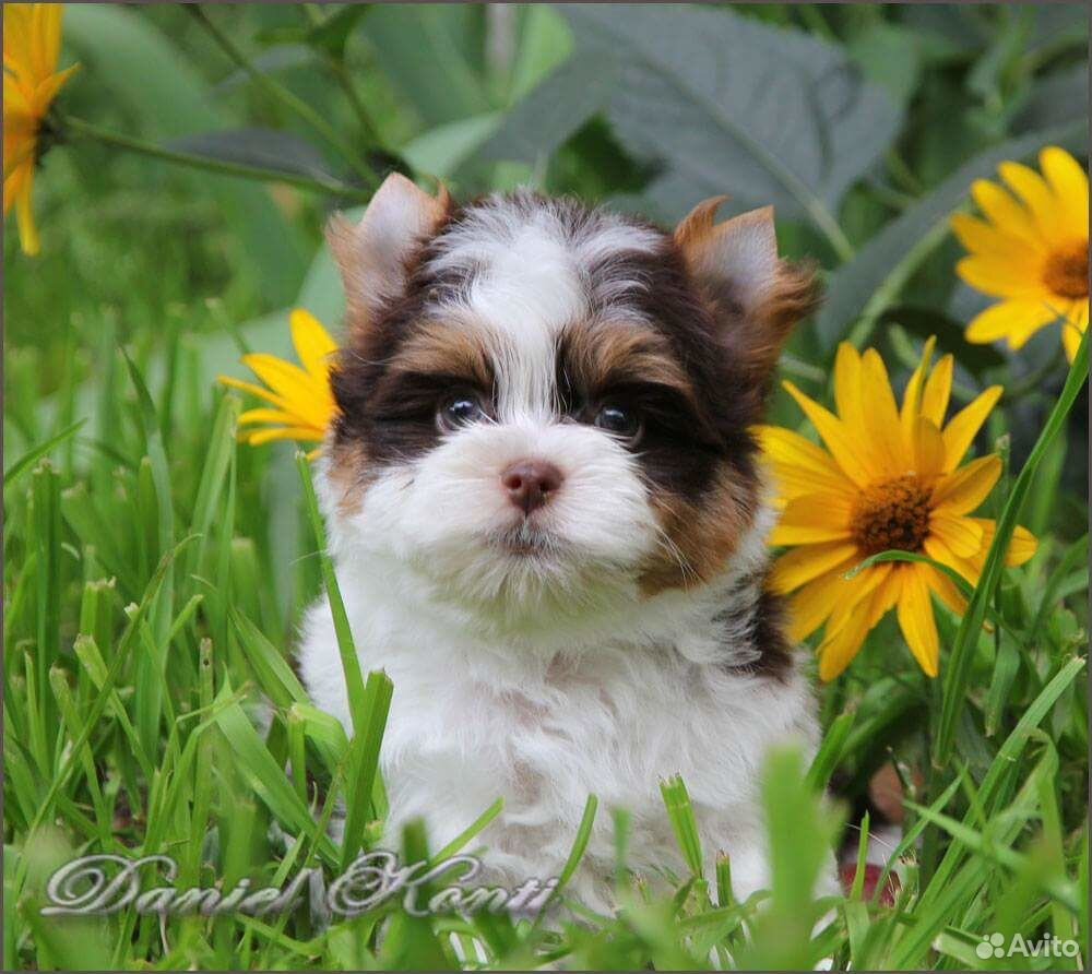 Мальчик Биро