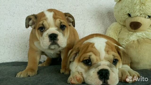 Добрые Ангелочки