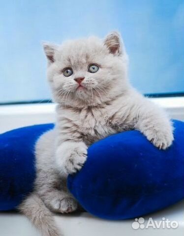 Лиловая девочка,оооочень забавная,Лапочка,есть кот