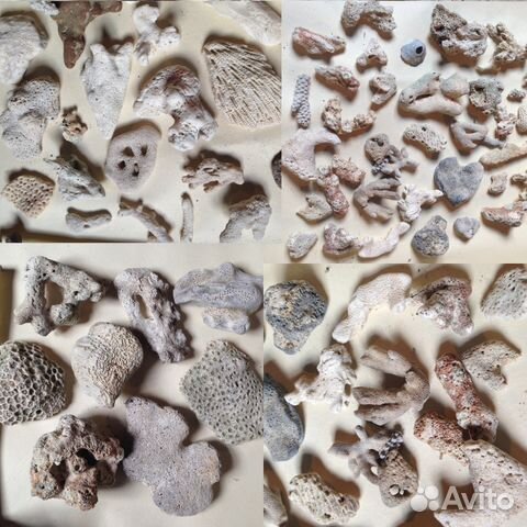 Натуральные кораллы для аквариумов средние и мелки