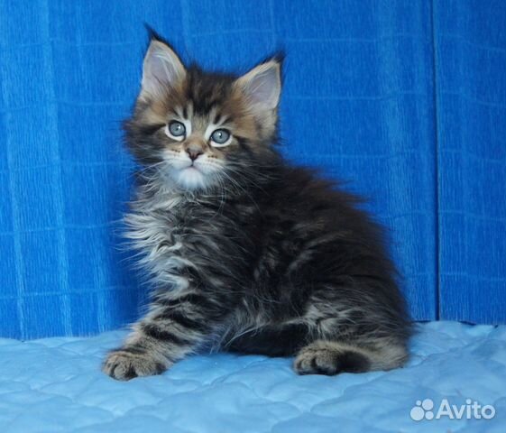 Кукольная девочка