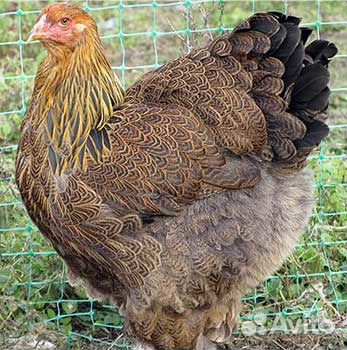 Курица Брама Куропатчатая