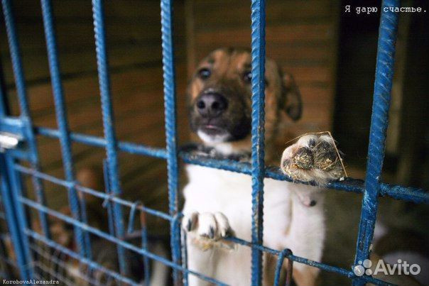 Обнимательный мальчуган в поисках дома
