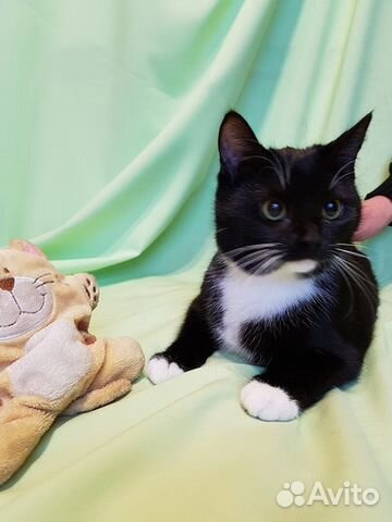 Ласковая с черно - белым окрасом кошка в добрые ру