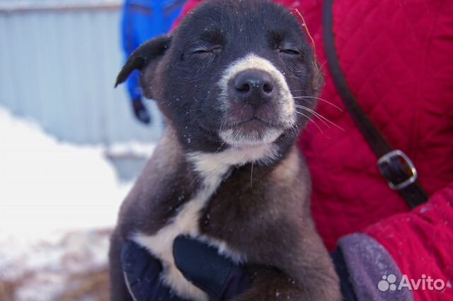 Щеночек девочка