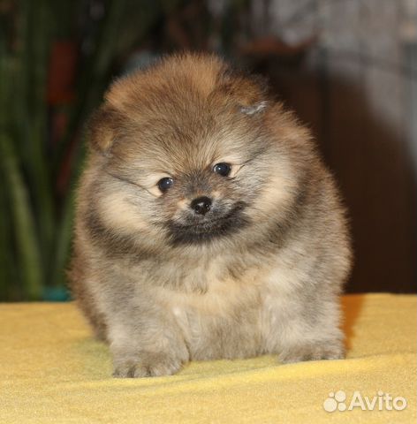 Щенки шпица
