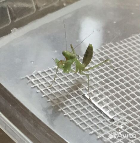 Нимфы африканского древесного богомола