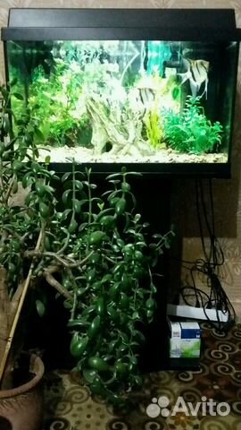Аквариум+две рыбы