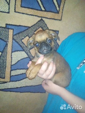 Девочка брабансонка