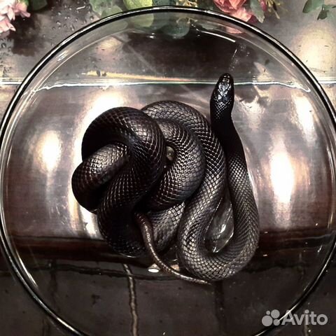 Змея Нигрита