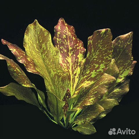 Эхинодорус ред флейм