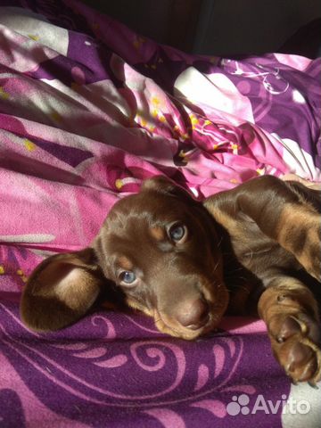 Три шоколадных щенка таксы и 2 черных, скидка