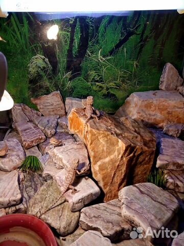 Агама борадатая