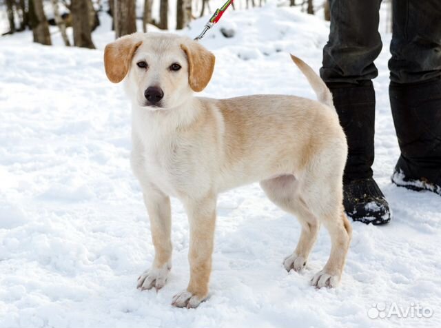 Белоснежный щенок - очень красивая девочка