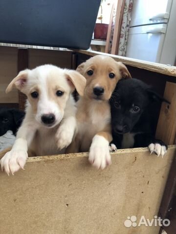 Щенки