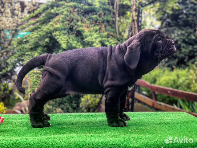 Щенки мастино наполетано