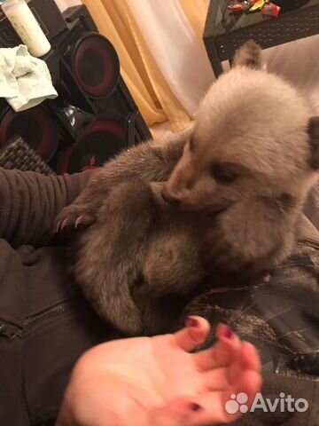 Еноты и другие животные