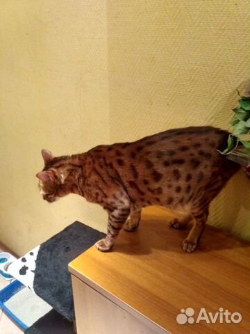 Кузя