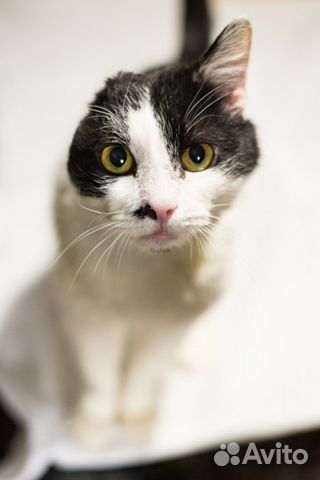 Верный,умный,боевой,ласковый приютскийкотикБезухов