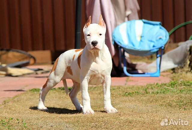 Крупный крепкий мальчик 3 месяца