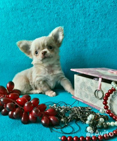 Жемчужный красавец