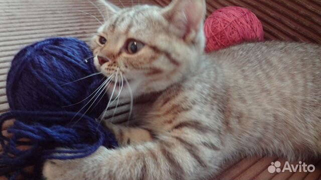 Знакомьтесь Британские принцессы девочки котята