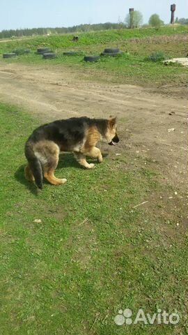Продам щенка немецкой овчарке